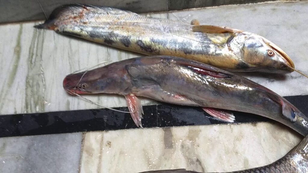 Desi Lachi Fish - Udaipur Meat House